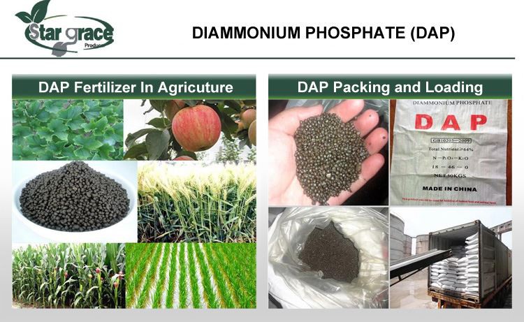 DAP Diammonium Phosphate Fertilizer - Knowledge - Star Grace Mining Co.,Ltd